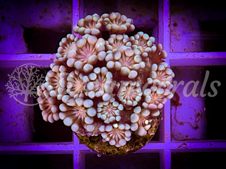 Large polyp stony corals Dreamcorals.eu - Uw online koralenwinkel