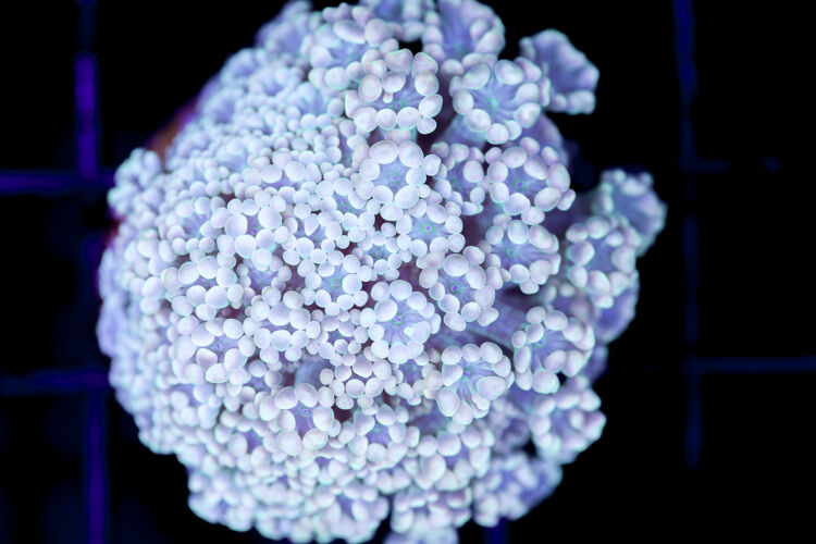 LPS Corals Dreamcorals.eu - Uw online koralenwinkel